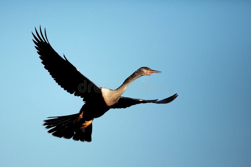 Anhinga in Flight stock image. Image of fauna, swamp - 12799851