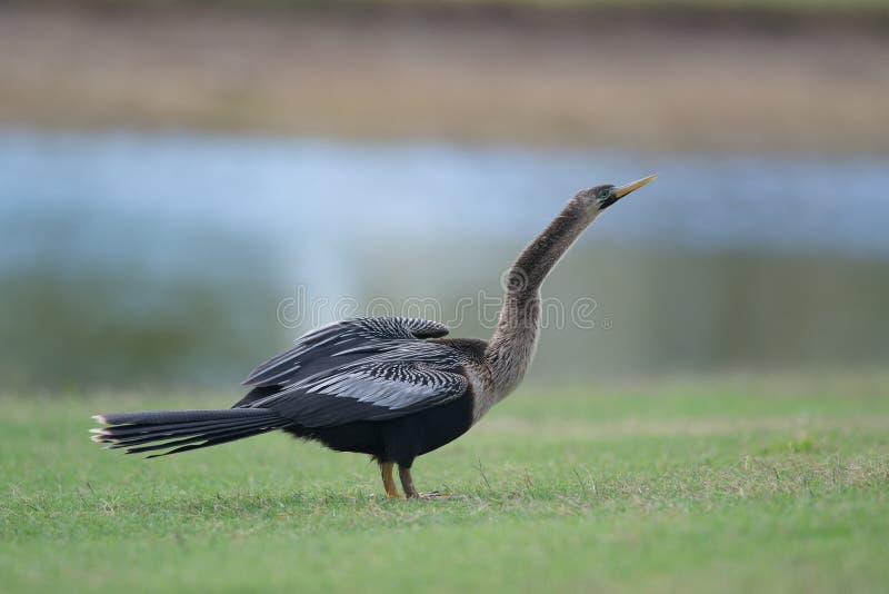 Female Anhinga stock photo. Image of fauna, aves, birdwatching - 34023376