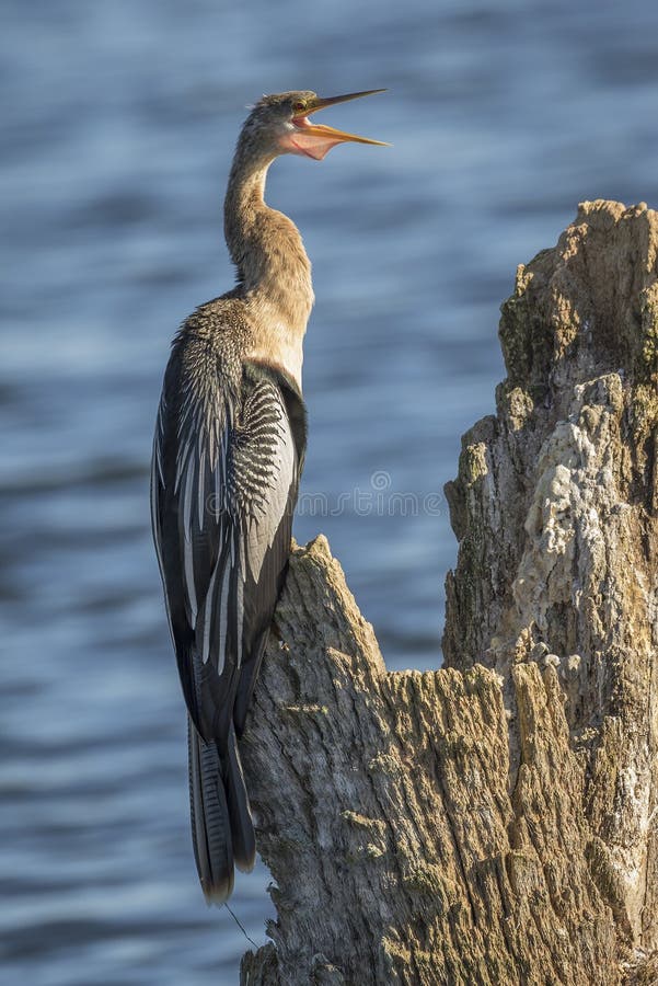 Female Anhinga with Its Gular Pouch Extended Stock Photo - Image of ...