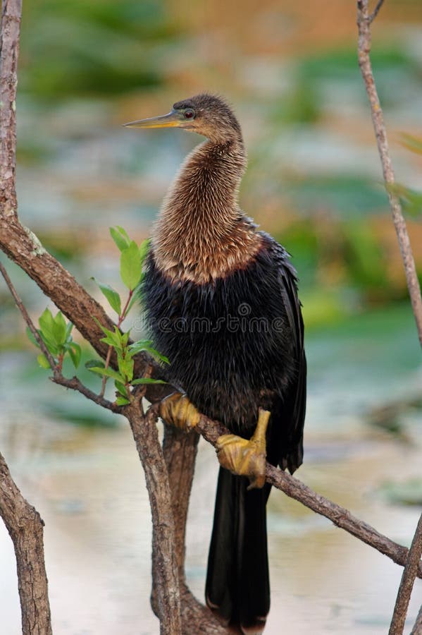 Female Anhinga Bird Called Anhinga Anhinga Makes a Nest Stock Image ...