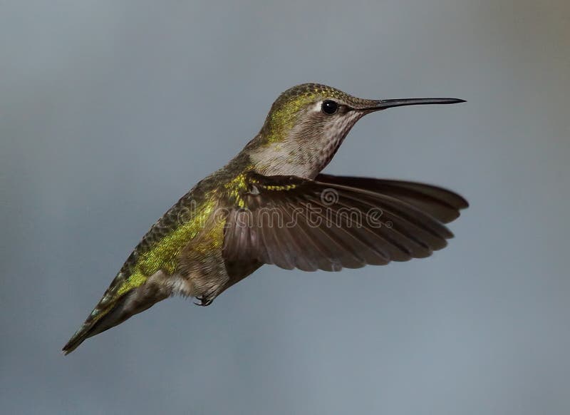 Female Anna s Hummingbird stock photo. Image of wild - 64140888