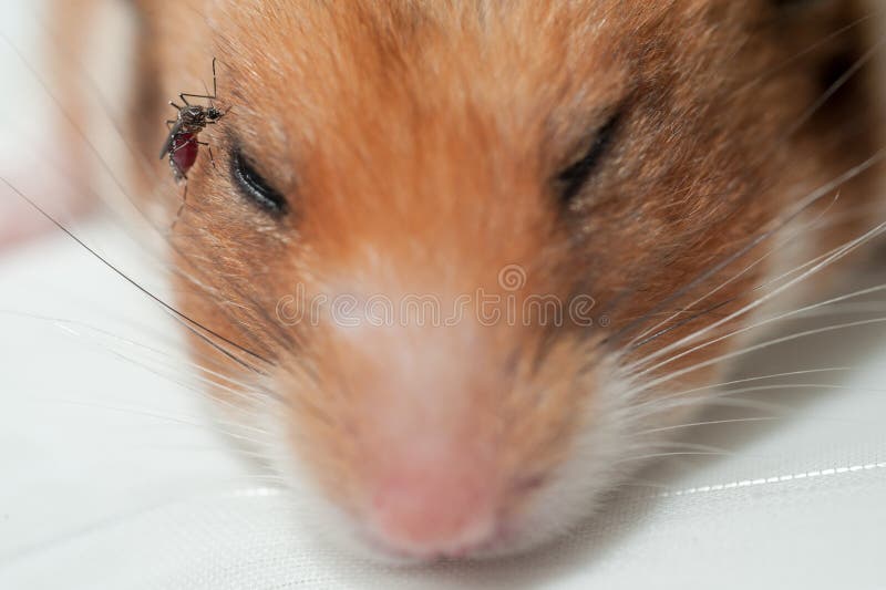 Female Anopheles Mosquito Sucking Blood from Mouse Stock Image - Image ...
