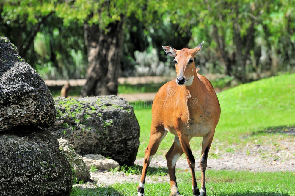 Female Antelope stock photo. Image of gazelle, mammal - 21508162