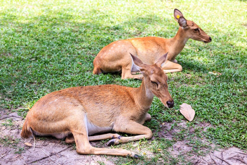 Female antelope on ground stock photo. Image of park - 32369646