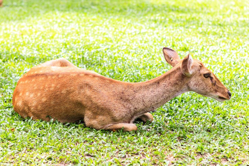Female antelope on ground stock image. Image of ground - 32369729