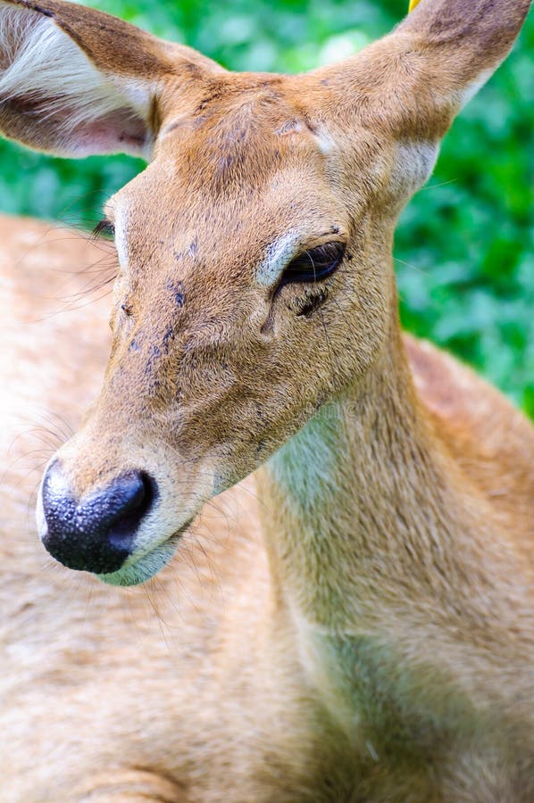 Female antelope on ground stock photo. Image of grass - 32369982