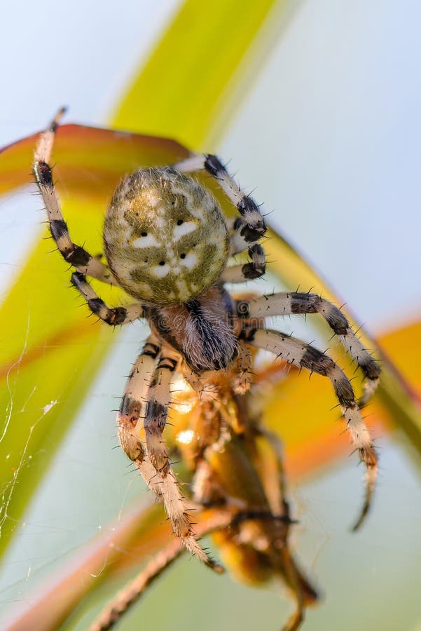 The female Araneus stock image. Image of close, cobweb - 111970447