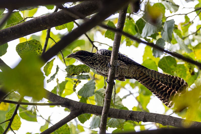 A Female Asian Koel, Eudynamys Scolopaceus Stock Image - Image of ...