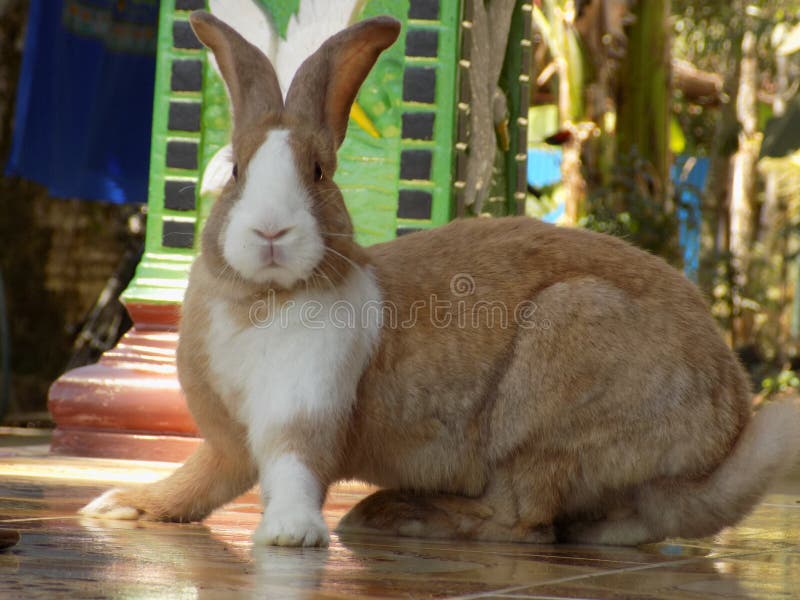 Female Australian Rabbit Alone Stock Image - Image of alone, rabbit ...