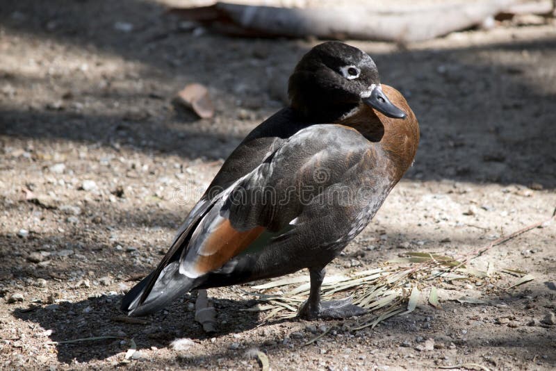 This is a Female Australian Shelduck Stock Photo - Image of fauna ...