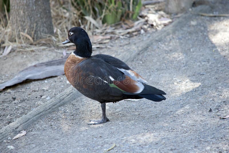 This is a Female Australian Shelduck Stock Photo - Image of fauna ...