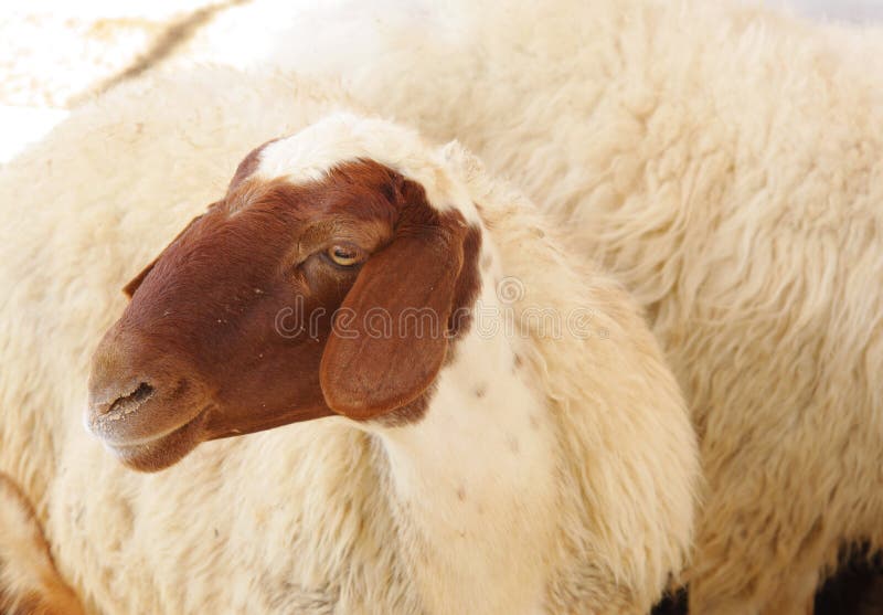A female awassi sheep stock image. Image of deiri, chordata - 28179079
