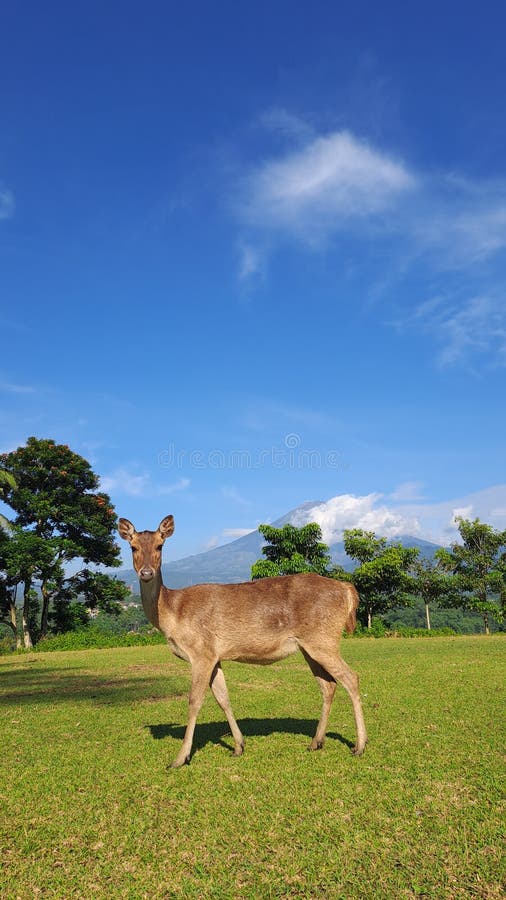 Female Axis Kuhlii, Bawean Deer, Brown Deer Stock Photo - Image of leaf ...