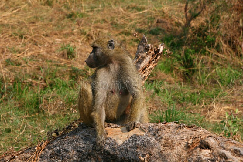Female Baboon stock image. Image of food, sitting, mammals - 20487599