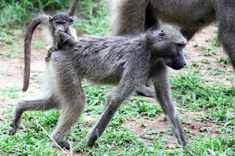 The Female Baboon Moves with Cub on the Back. Stock Photo - Image of ...