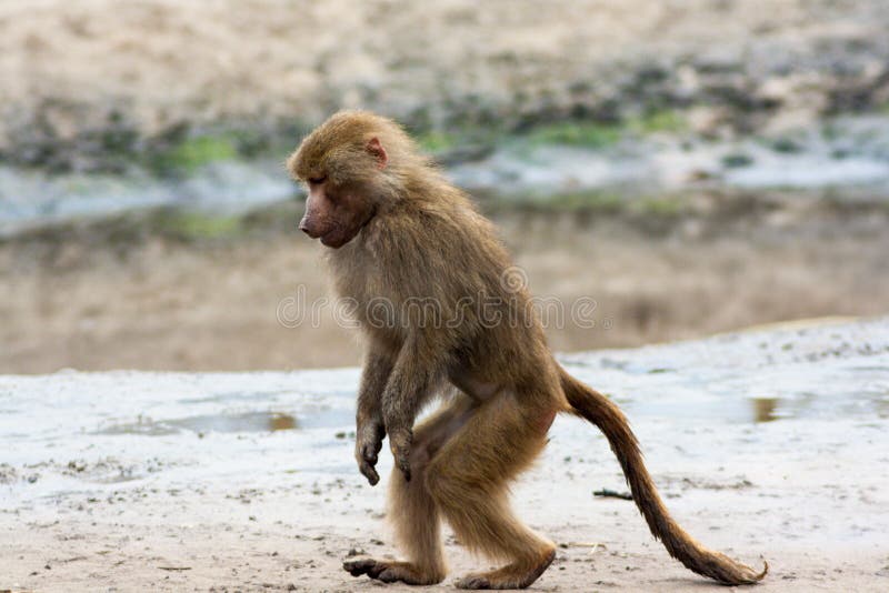 Female baboon posing stock image. Image of wildlife, spring - 50758089