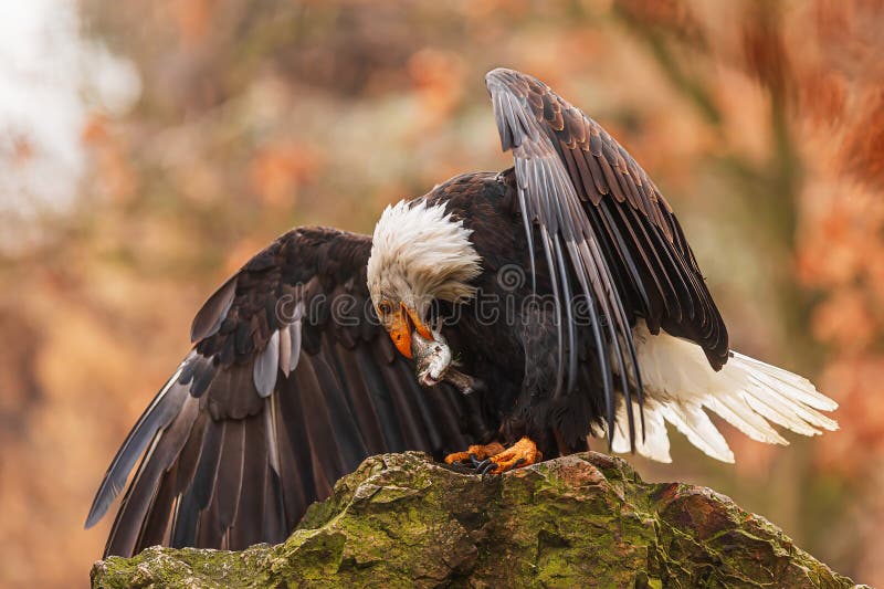 Female Bald Eagle (Haliaeetus Leucocephalus) with a Fish on a Rock ...