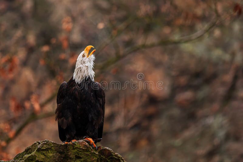 Female Bald Eagle (Haliaeetus Leucocephalus) Sitting on a Rock and ... Female Bald Eagle (Haliaeetus Leucocephalus) Sitting on a Rock and ...