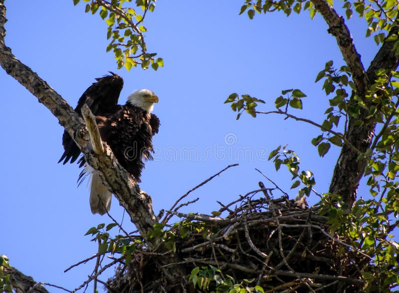 Bald Eagle Ruffled Feathers Stock Photos - Free & Royalty-Free Stock ...