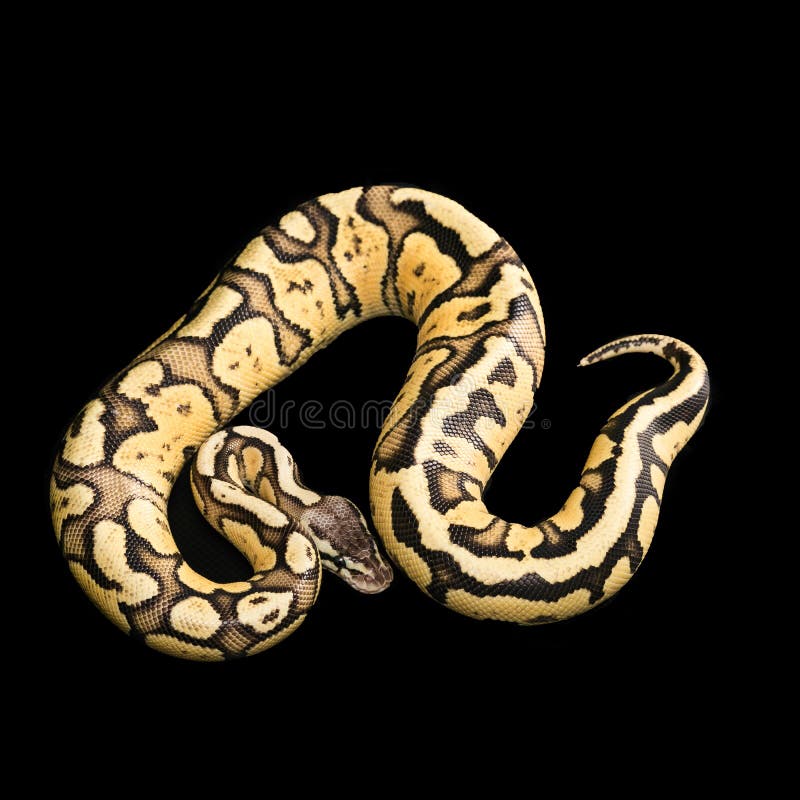 Female Ball Python. Firefly Morph or Mutation Stock Image - Image of ...