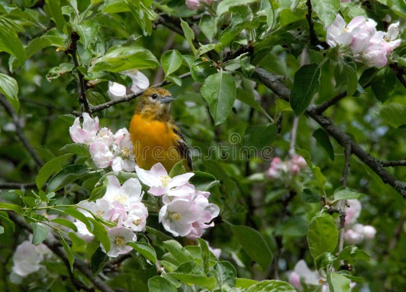 Female Baltimore Oriole Bird Perched in an Apple Tree Stock Photo ...