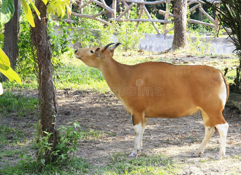 Female banteng in forest stock image. Image of mammal - 34718649