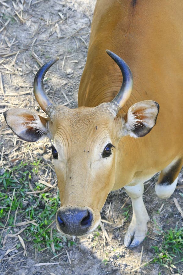 Close Up of Banteng Looking at Camera Stock Photo - Image of strong ...