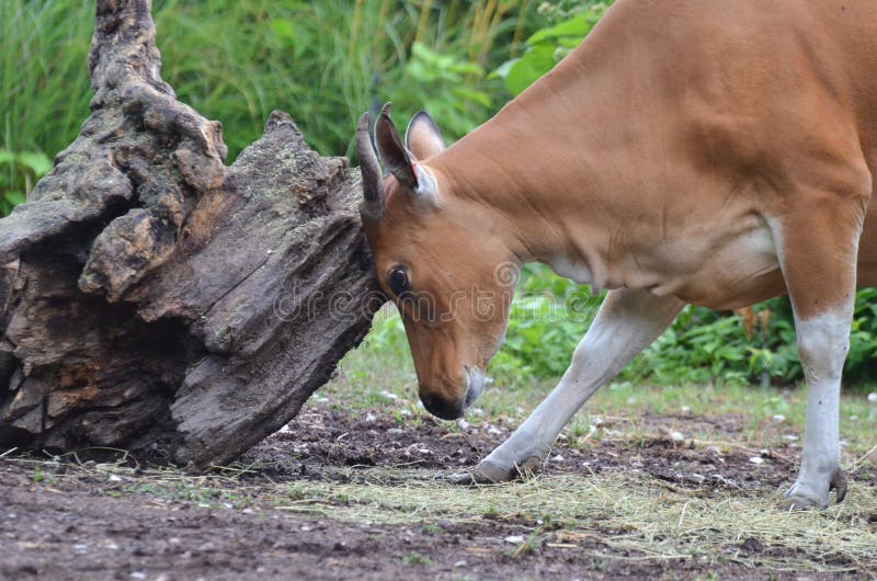 Female banteng2 stock image. Image of bovine, leaf, brown - 33198191