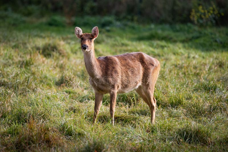 Female Barasingha or Swamp Deer, Kanha National Park, India Stock Image ...
