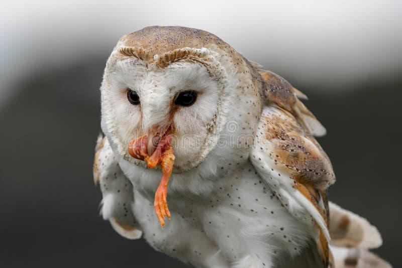 A Female Barn Owl Eats a Chicken Foot Stock Image - Image of wildlife ...