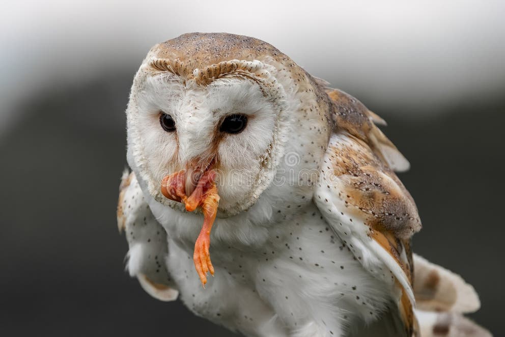 A Female Barn Owl Eats a Chicken Foot Stock Image - Image of wildlife ...