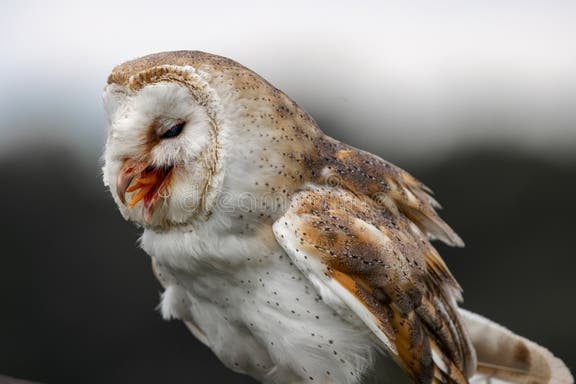 A Female Barn Owl Eats a Chicken Foot Stock Photo - Image of brown ...