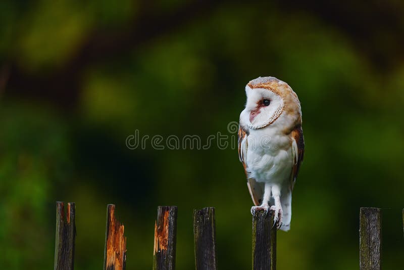 Female Barn Owl Tyto Alba in the Last Light of Day Stock Photo - Image ...