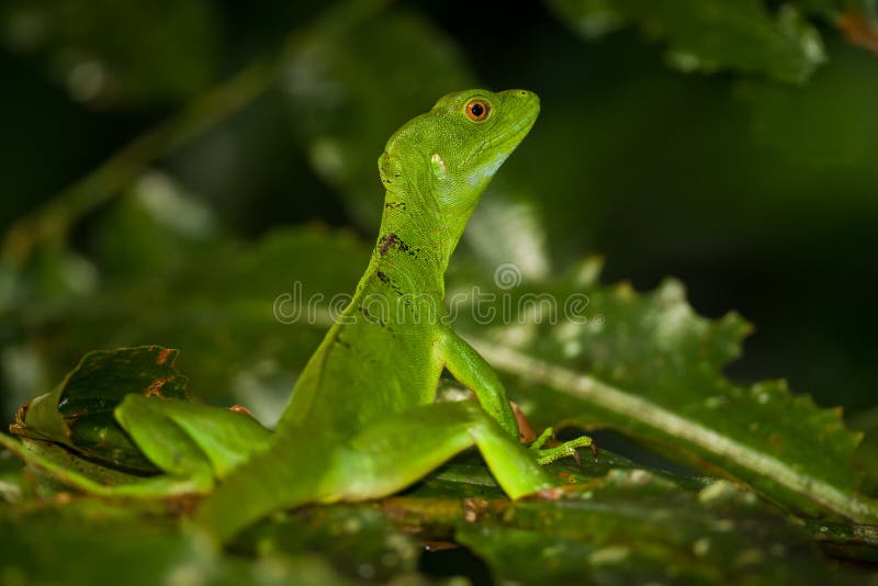 Female Basilisk Lizard stock image. Image of reptile - 28300453