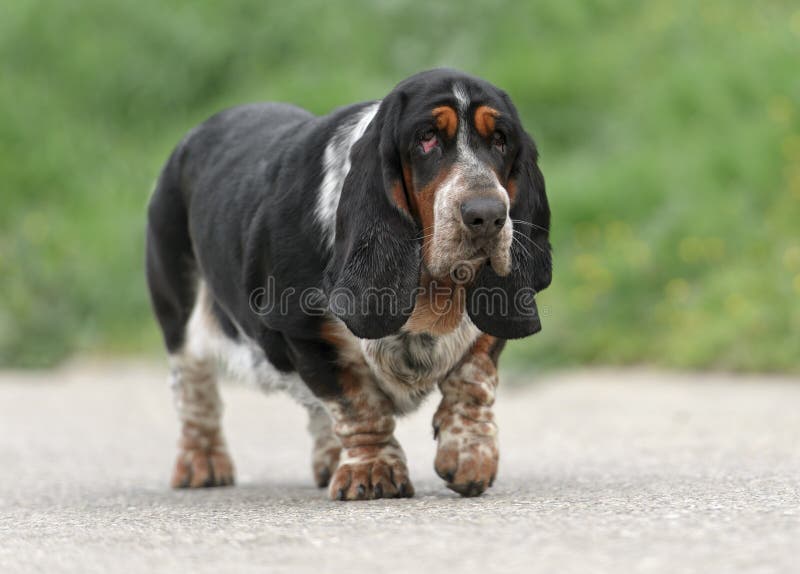 Female Basset Hound dog stock photo. Image of posing - 35716984