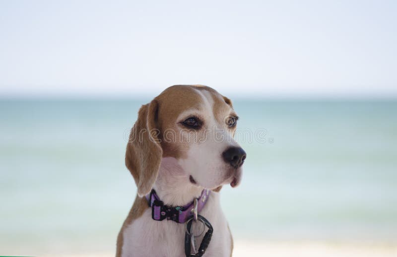 Beagle stock photo. Image of summer, dogaccesories, seaside - 299609928