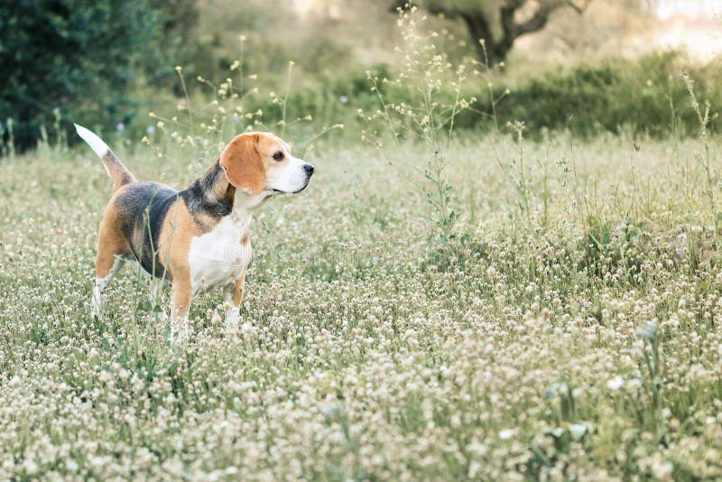 Female beagle stock image. Image of green, breed, puppy - 40596467