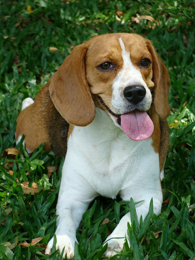Female Beagle Dog stock image. Image of smiling, young - 88721757