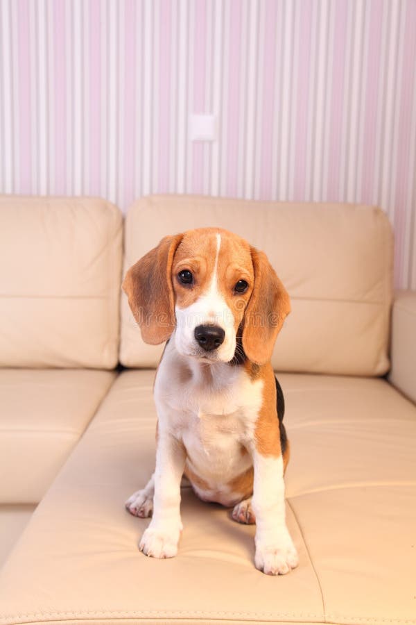 Female Beagle Puppy Wearing Winter Coat, Jumping Stock Image - Image of ...