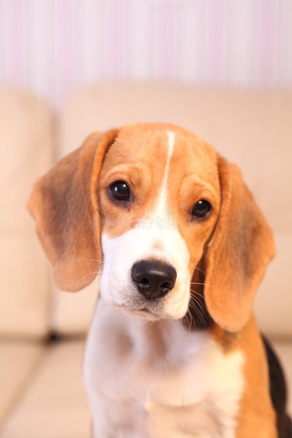 Female Beagle puppy stock photo. Image of happy, puppy - 28397318