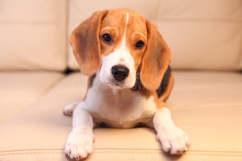Female Beagle Puppy Stock Image - Image: 28397321
