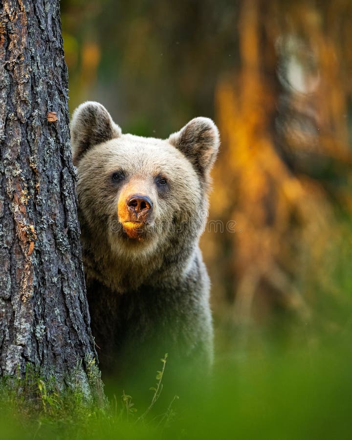 Female Bear Portrait in Summer Forest at Sunset Stock Image - Image of ...