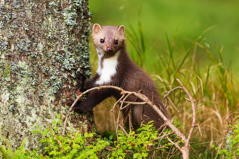 Female Beech Marten Martes Foina, Also Known As the Stone Marten is at ...