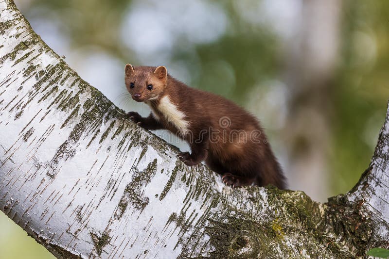 Beech Marten Martes Foina, Also Known As the Stone Marten is on the ...