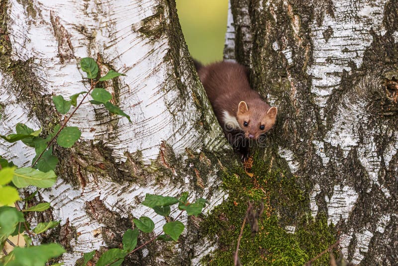 Female Beech Marten Martes Foina Peeks Out from between the Tree Stock ...