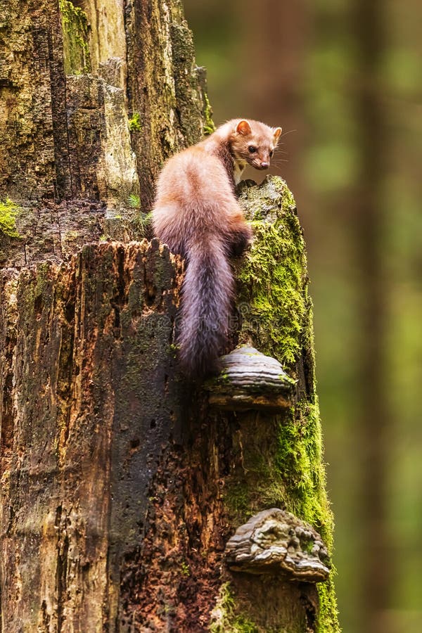 Female Beech Marten Martes Foina on the Stump of a Tree Stock Photo ...