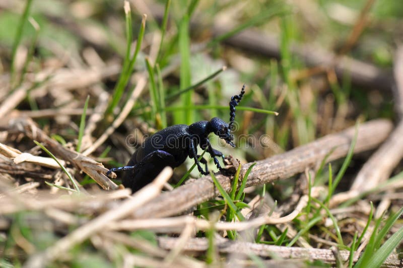 Female beetle stock photo. Image of insect, comfortable - 111870506