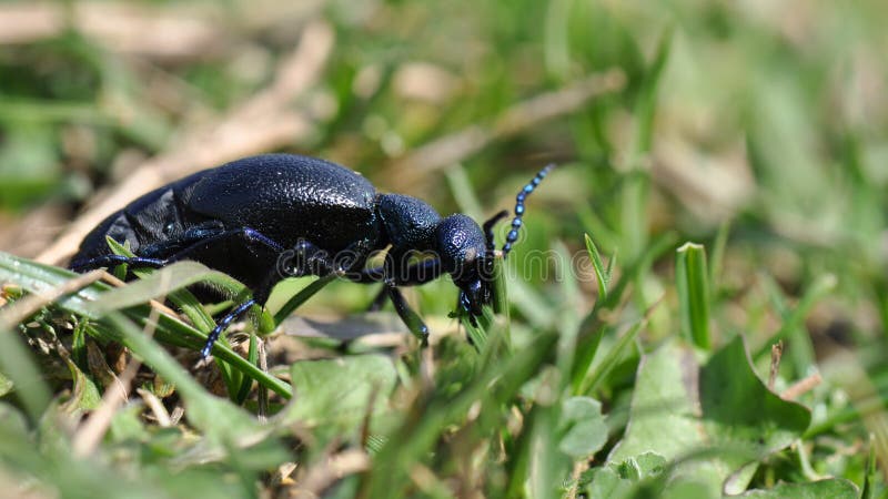 Female beetle stock image. Image of curiosity, stag - 111871143