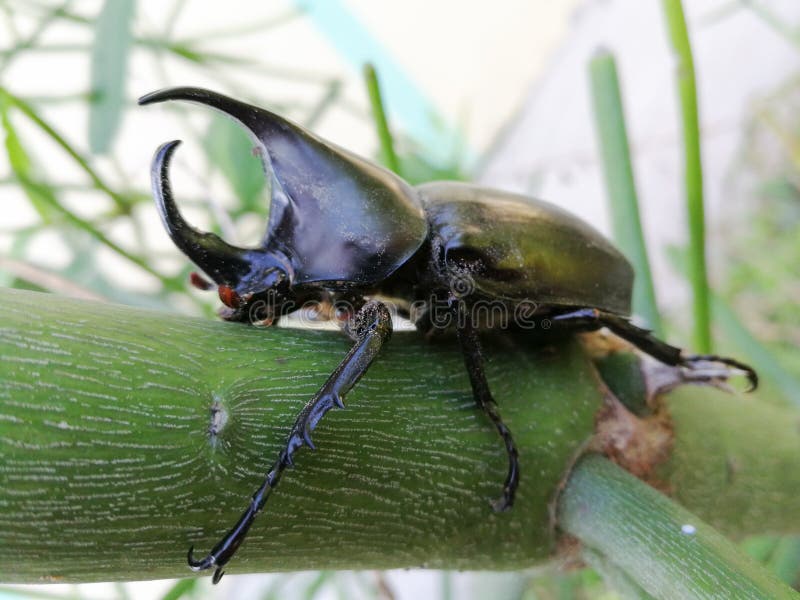 Beetle stock image. Image of brown, insect, closeup - 101144797
