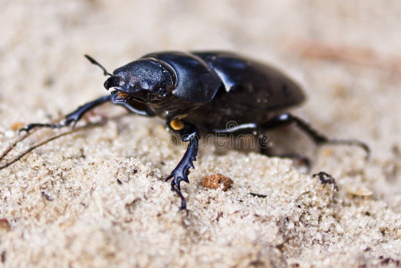 Female of beetle stock image. Image of conservation, arthropod - 42238839
